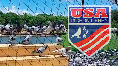 Usa Pigeon Derby - 3550 S Delaware Ave, St. Cloud, FL | n49.com