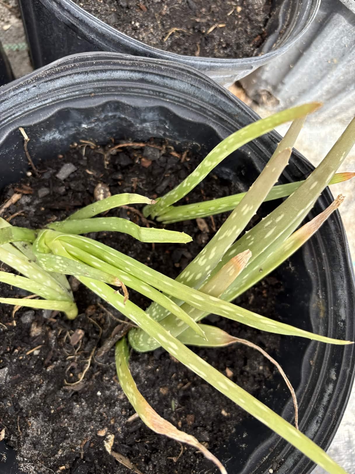 Aloe Plants - 2839 48th Avenue Northeast, Naples, FL | n49.com