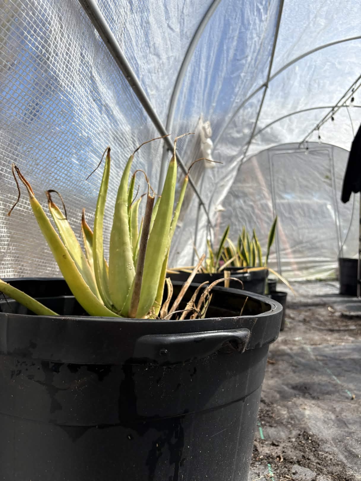 Aloe Plants - 2839 48th Avenue Northeast, Naples, FL | n49.com